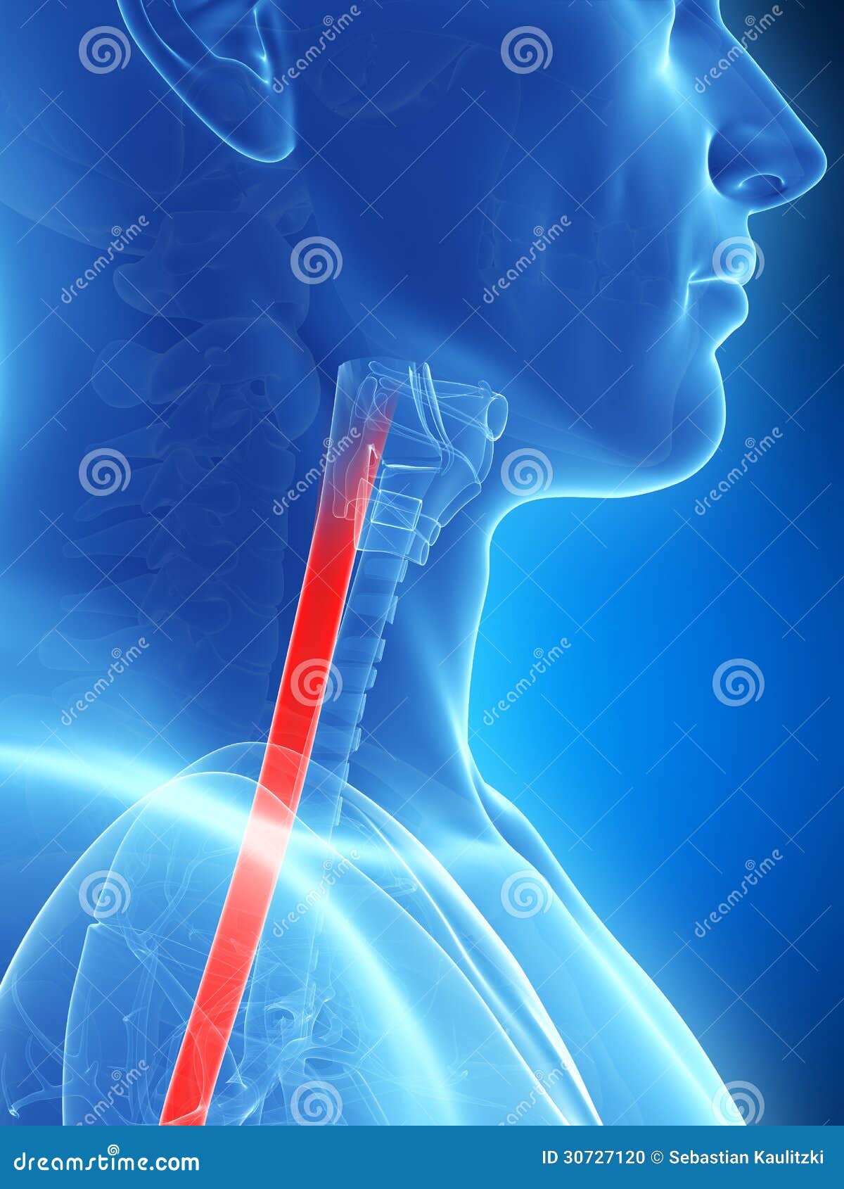 Benadrukte slokdarm stock illustratie. Illustration of medisch - 30727120