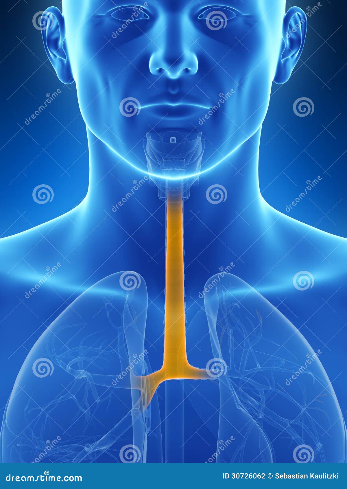 Benadrukte trachee stock illustratie. Illustration of organen - 30726062