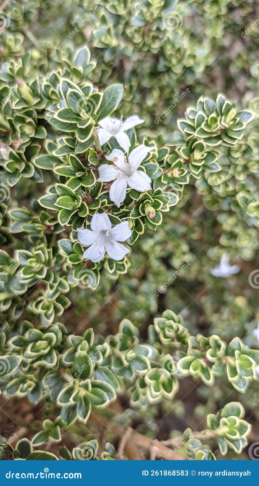 Benang Sari Flower Stock Photos - Free & Royalty-Free Stock Photos from ...