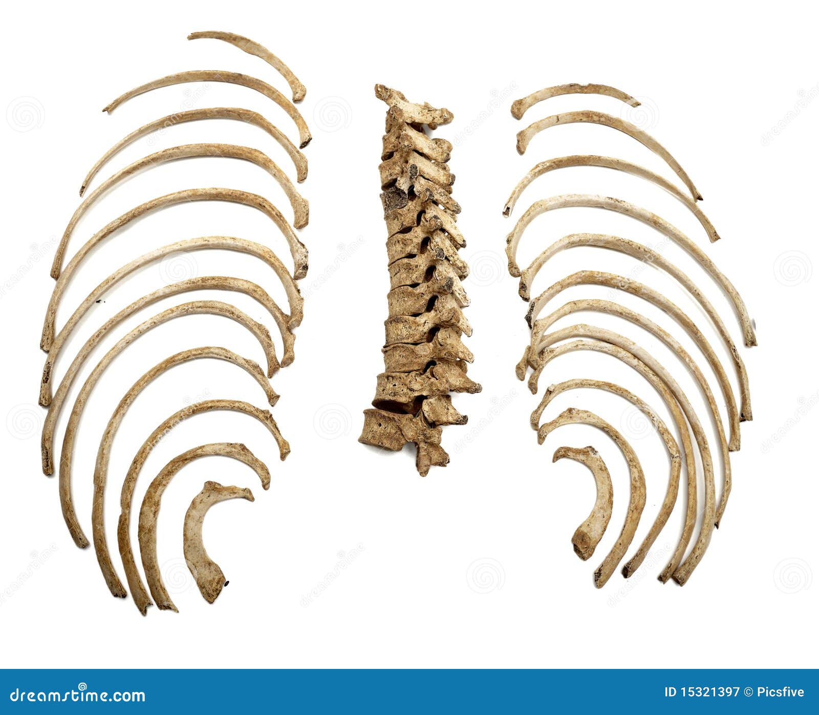 Benar Ur Den Skelett- Skallen Fotografering för Bildbyråer - Bild av ...