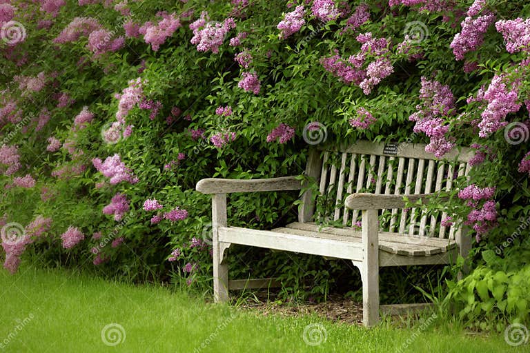 The bench stock photo. Image of garden, violet, nature - 938466