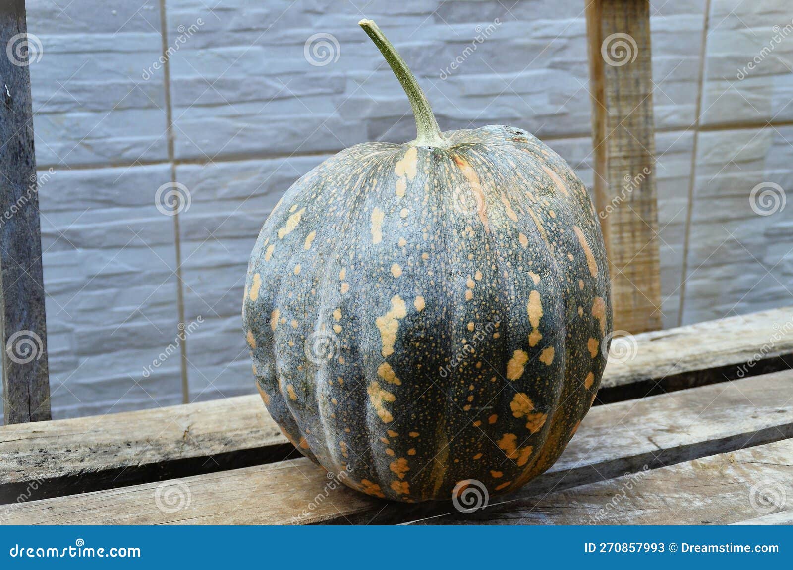On the Bench an Alligator Pumpkin Stock Image - Image of ceramic ...
