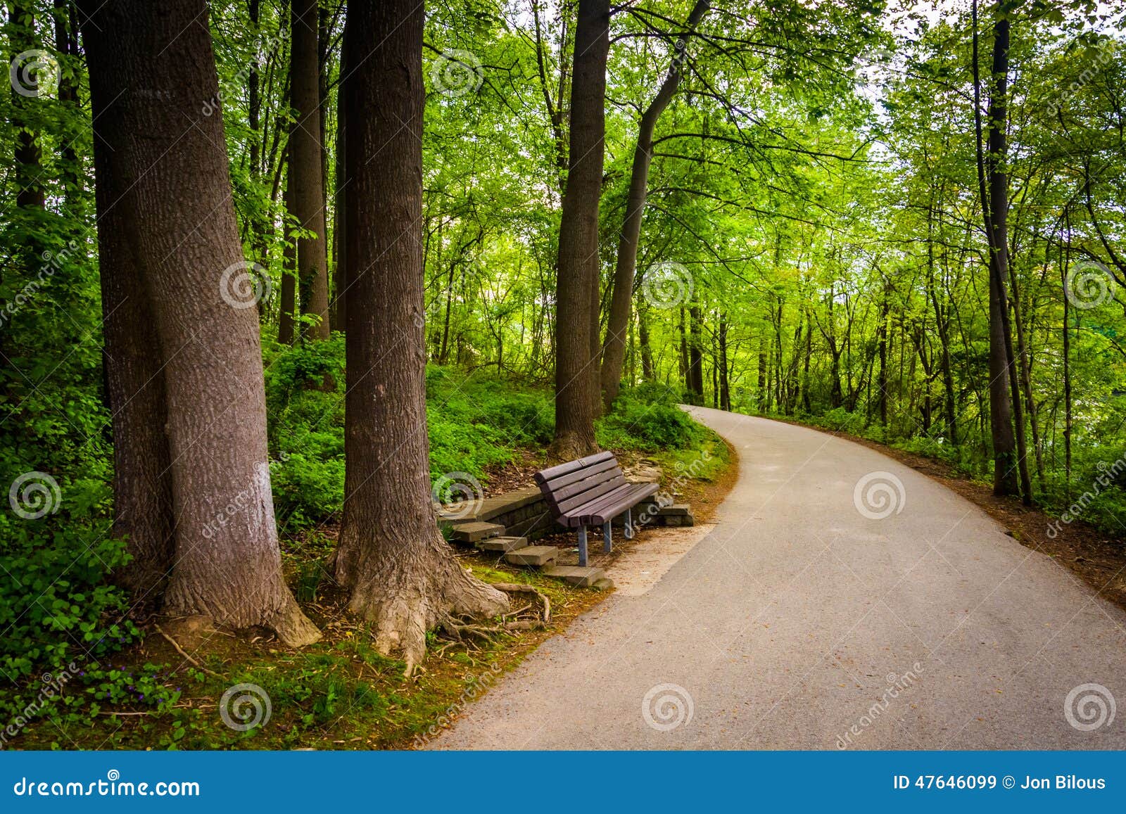 Bench Along a Path through the Forest at Centennial Park in Columbia ...