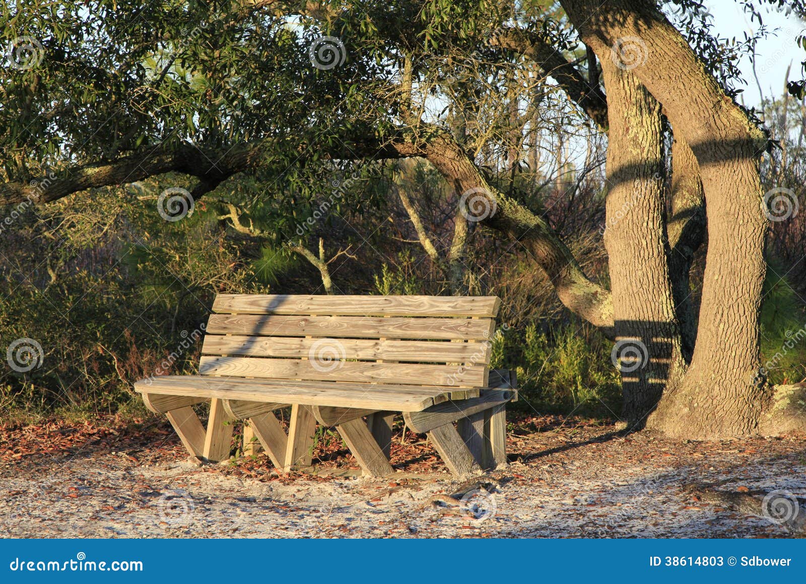 Bench Along a Trail in Early Morning Light Stock Image - Image of ...