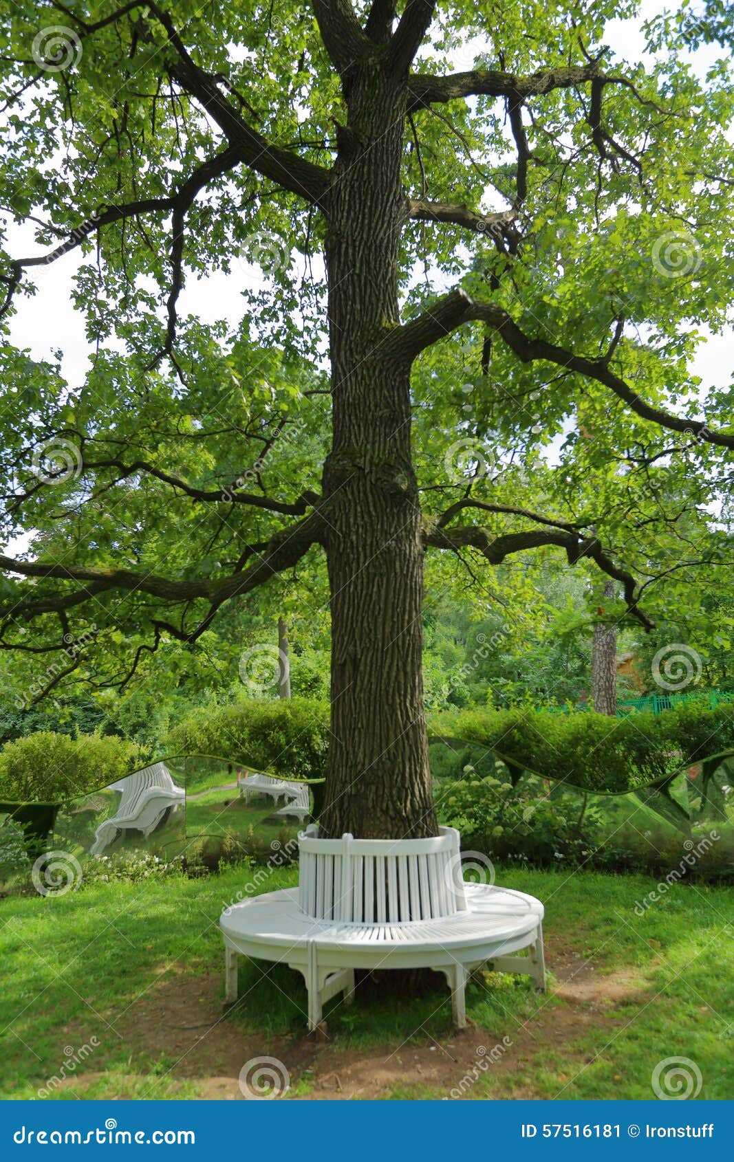 Bench around tree stock image. Image of design, mirror - 57516181