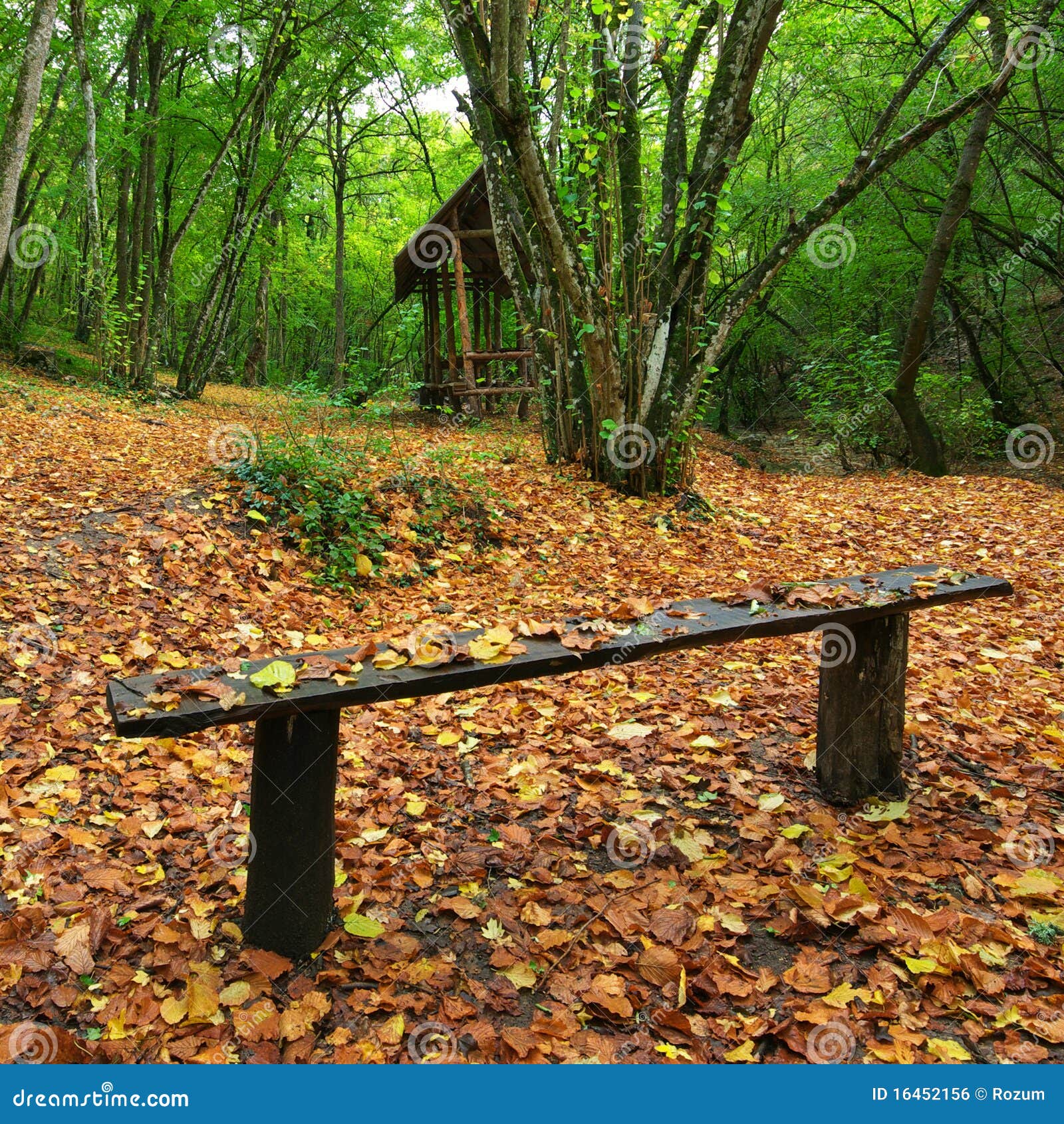 Bench in autumn forest stock photo. Image of house, nature - 16452156