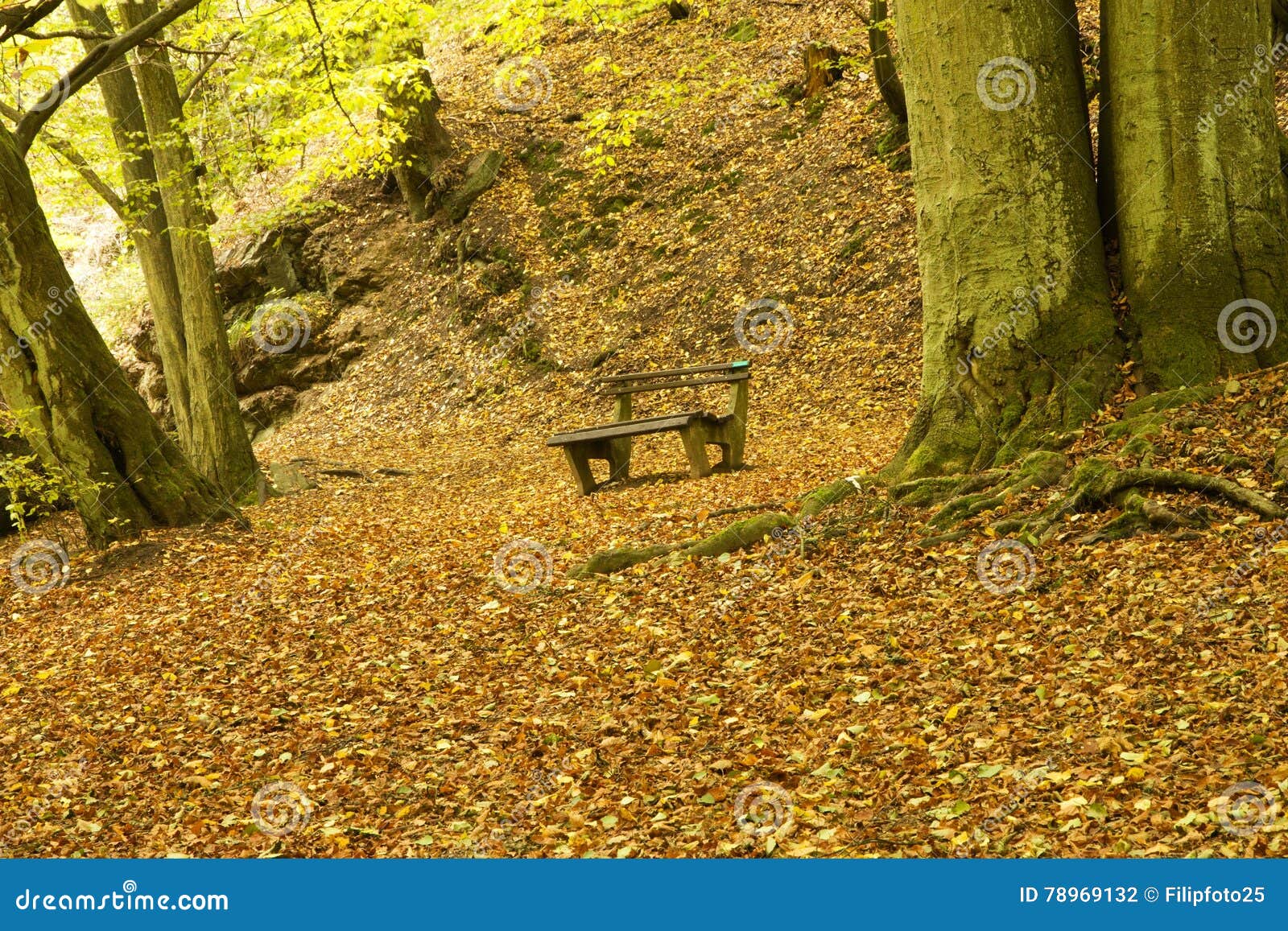 Bench in autumn forest stock photo. Image of unoccupied - 78969132