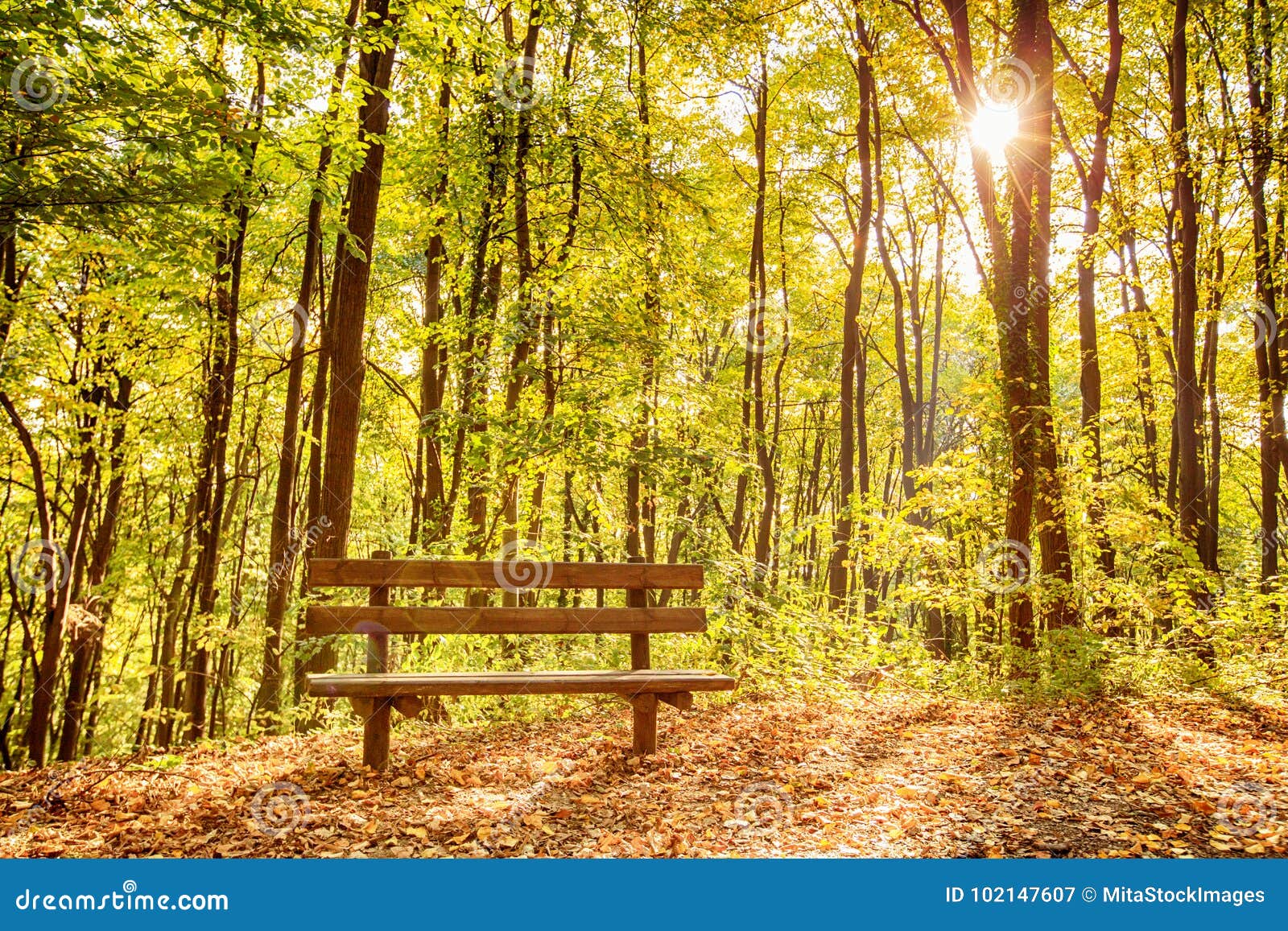 Bench in autumn forest stock image. Image of plant, october - 102147607