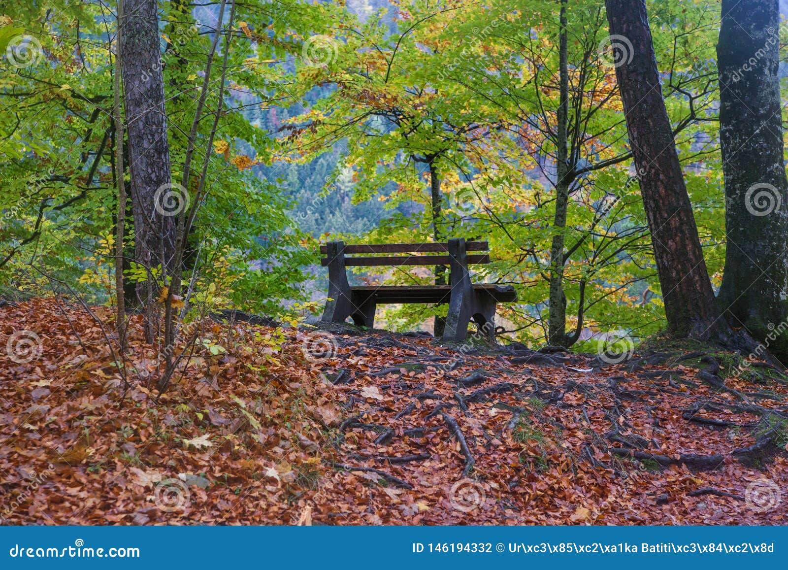 A Bench in an Autumn Forest Stock Photo - Image of europe, natural ...