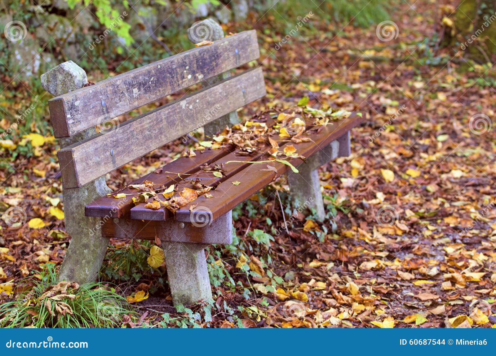Bench in autumn forest stock photo. Image of fall, forest - 60687544