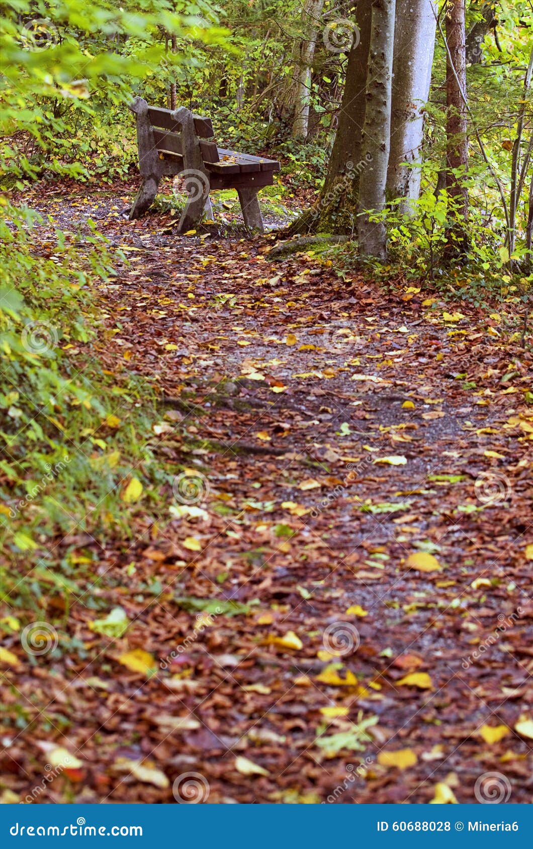 Bench in autumn forest stock photo. Image of color, romance - 60688028