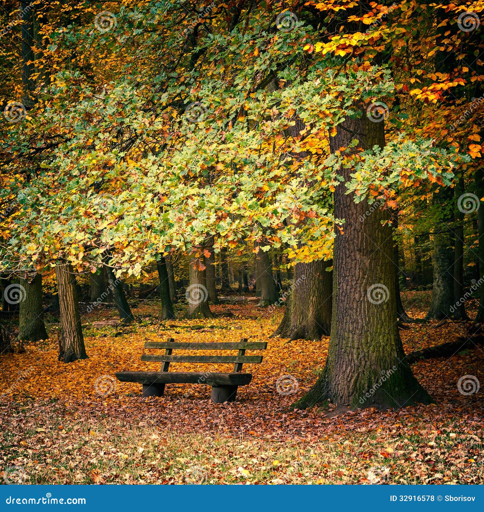 Bench in autumn forest stock photo. Image of beauty, background - 32916578