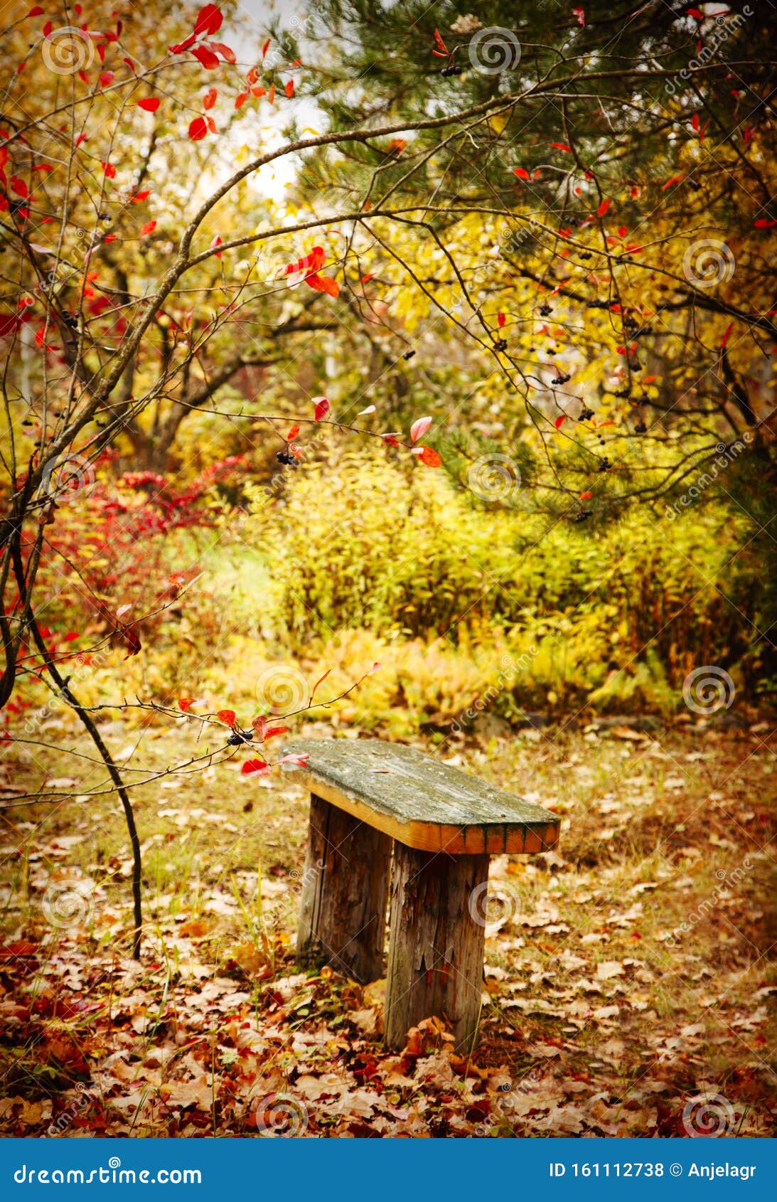 Bench in autumn park stock photo. Image of outdoors - 161112738