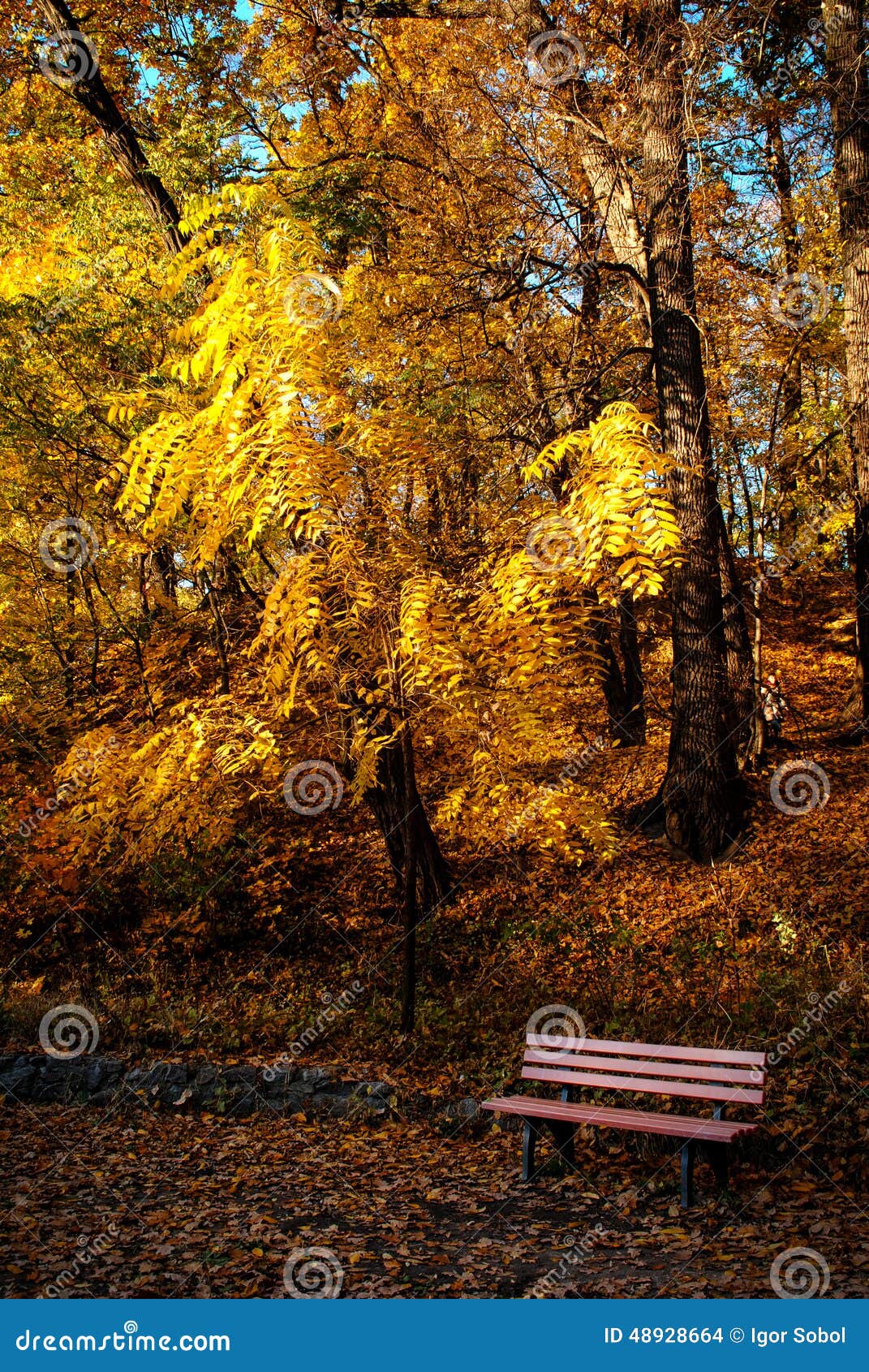 Bench in the autumn park stock photo. Image of orange - 48928664