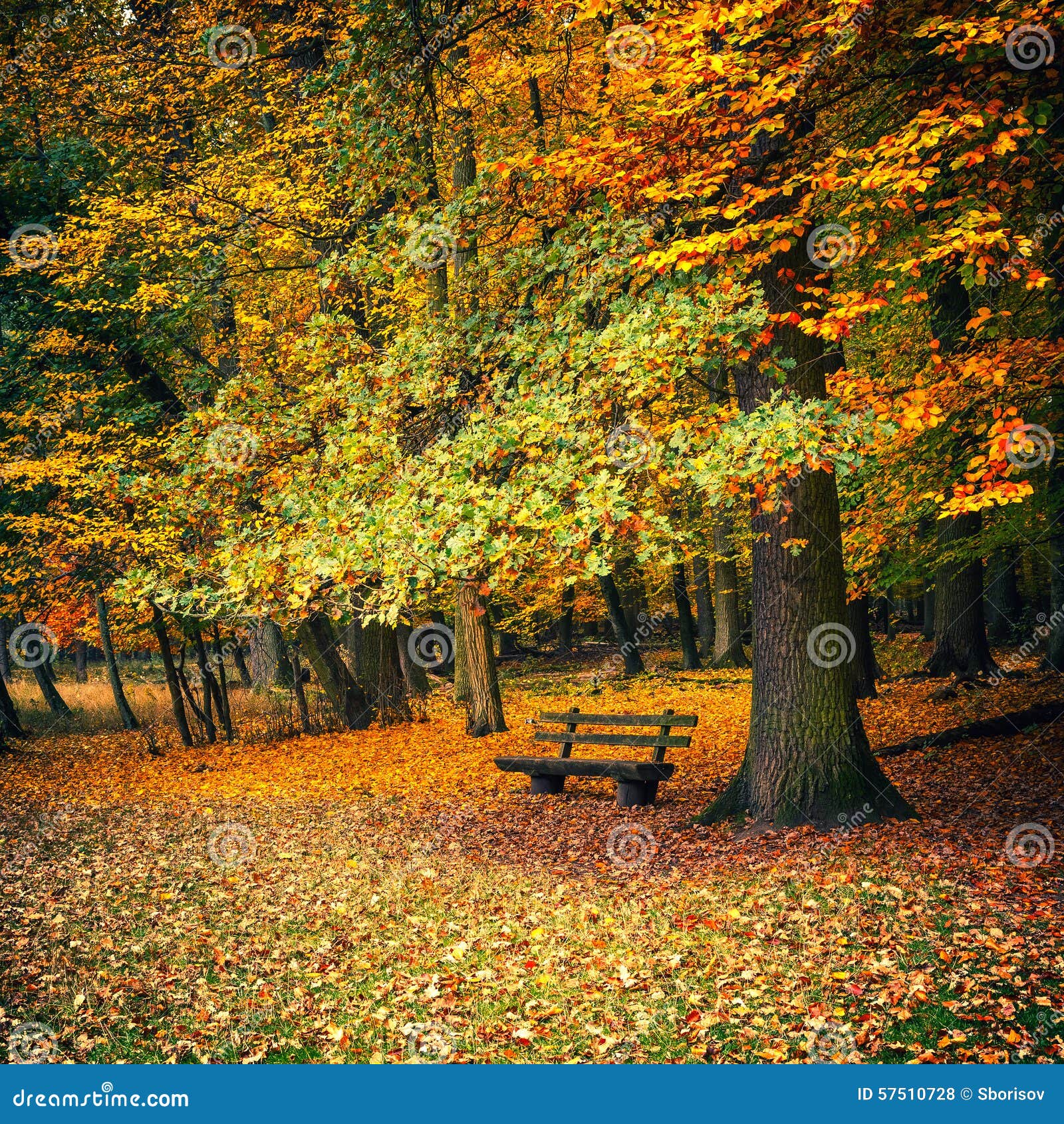 Bench in autumn park stock photo. Image of beautiful - 57510728