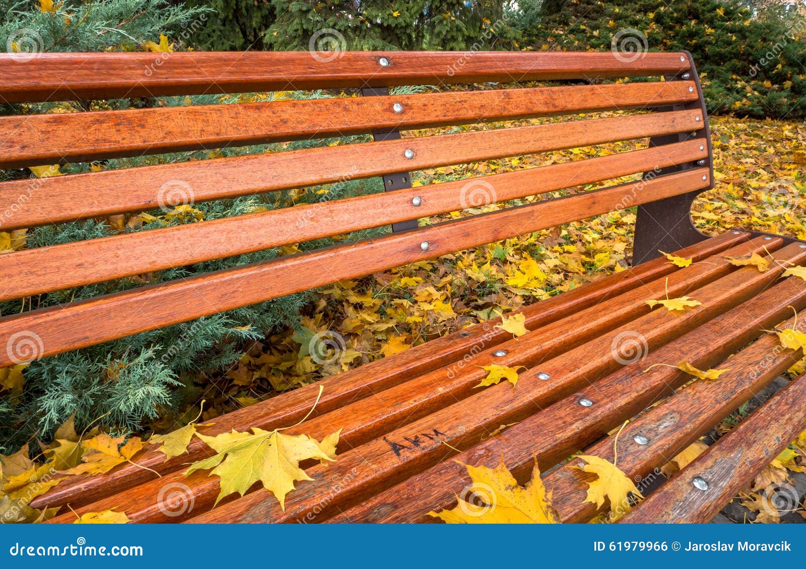 Bench in autumn park stock photo. Image of yellow, tree - 61979966