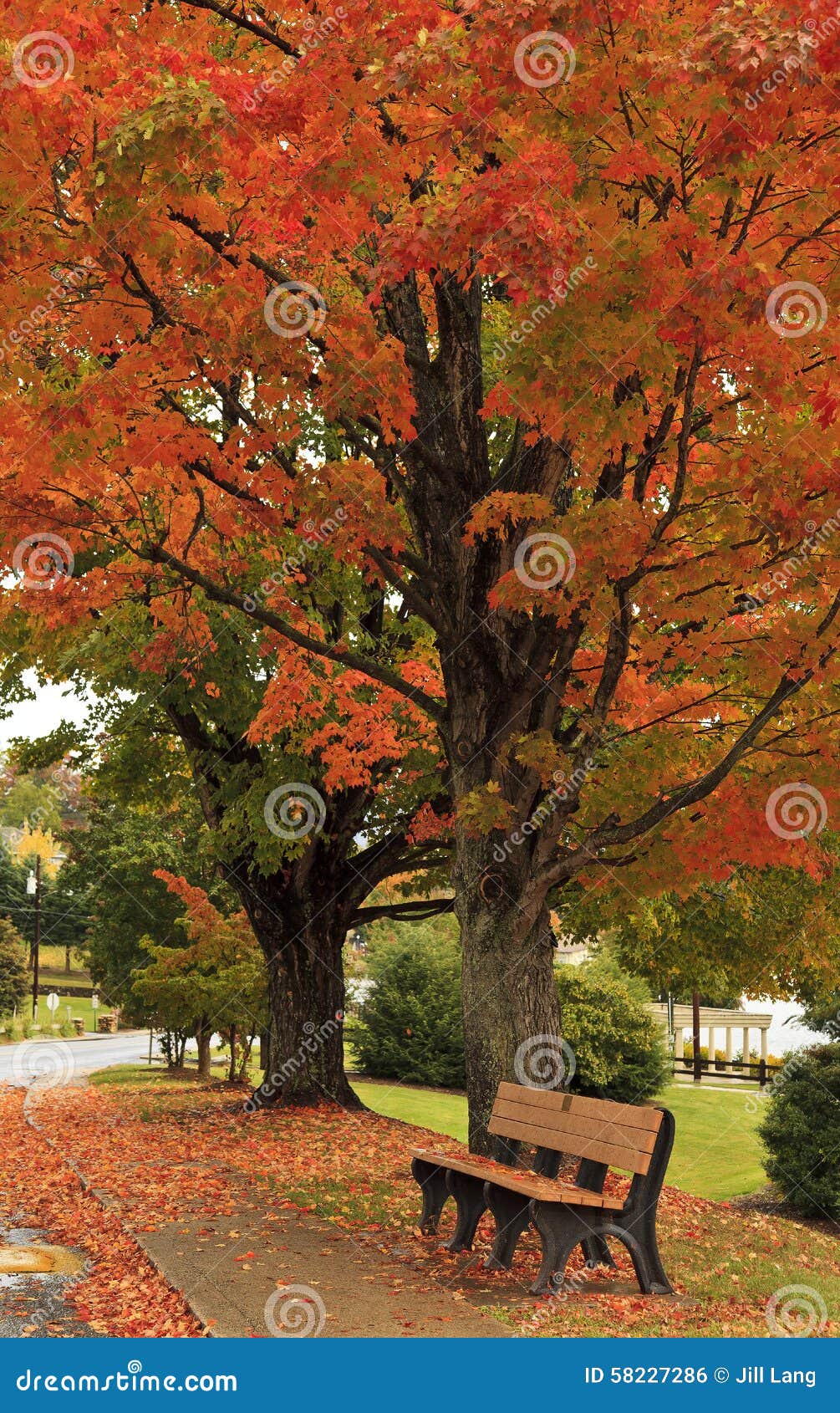 Bench in Autumn stock photo. Image of daytime, bench - 58227286