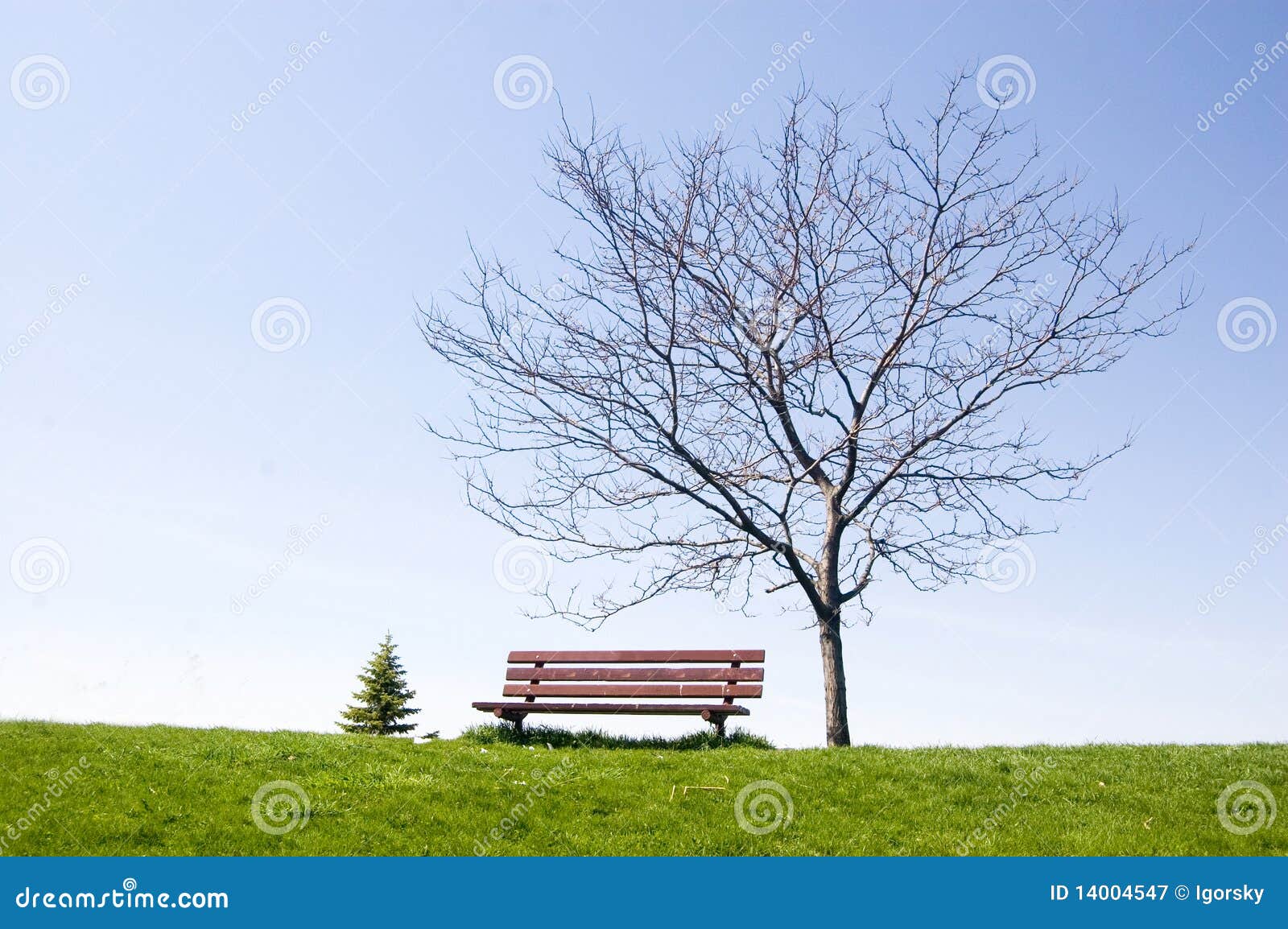 Bench , bare single tree stock image. Image of meadow - 14004547