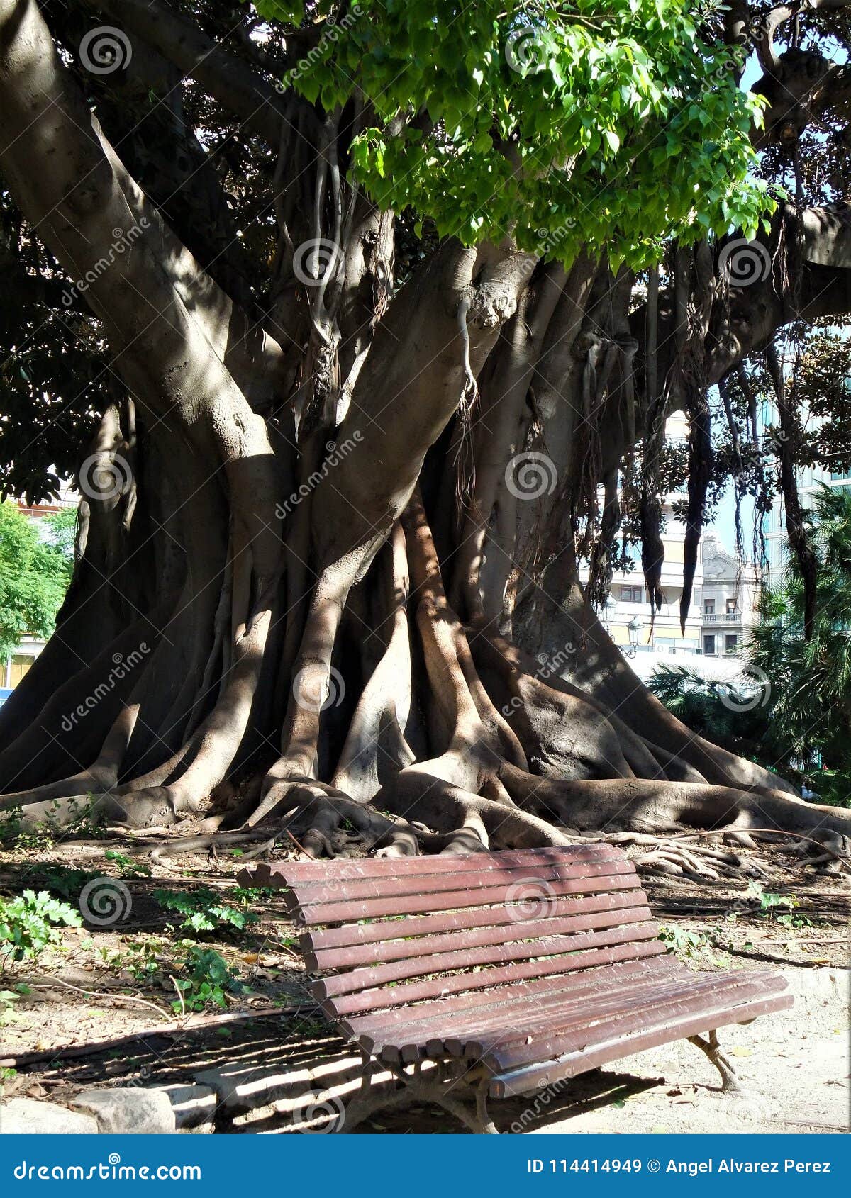 Beautiful Tree in a Park in the City of Valencia Spain Stock Image ...