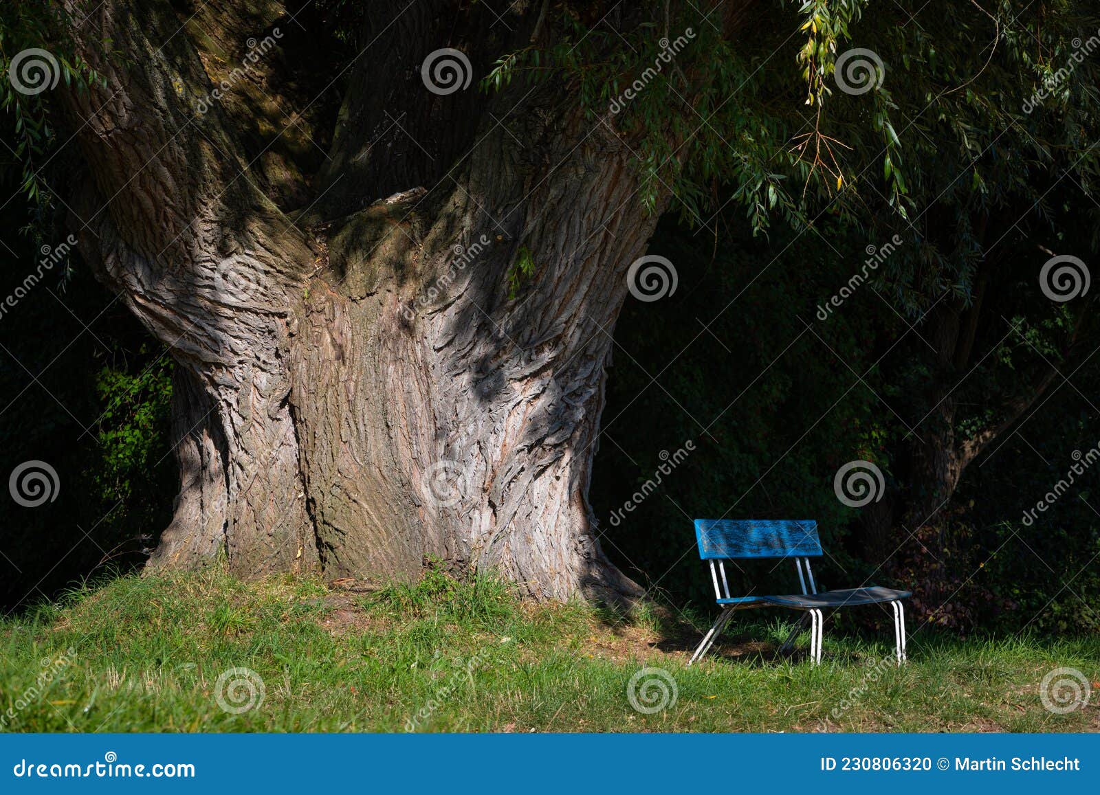 Bench beside Big Tree Trunk Stock Photo - Image of grow, view: 230806320