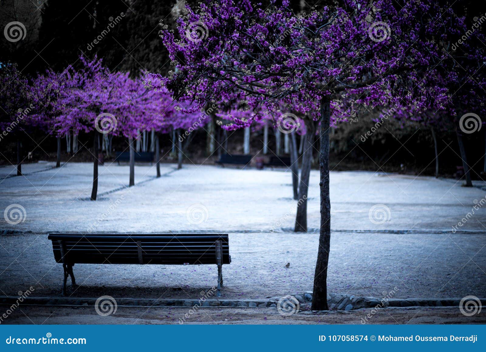 Bench and Blossoming Trees in Spring Park Stock Photo - Image of ...