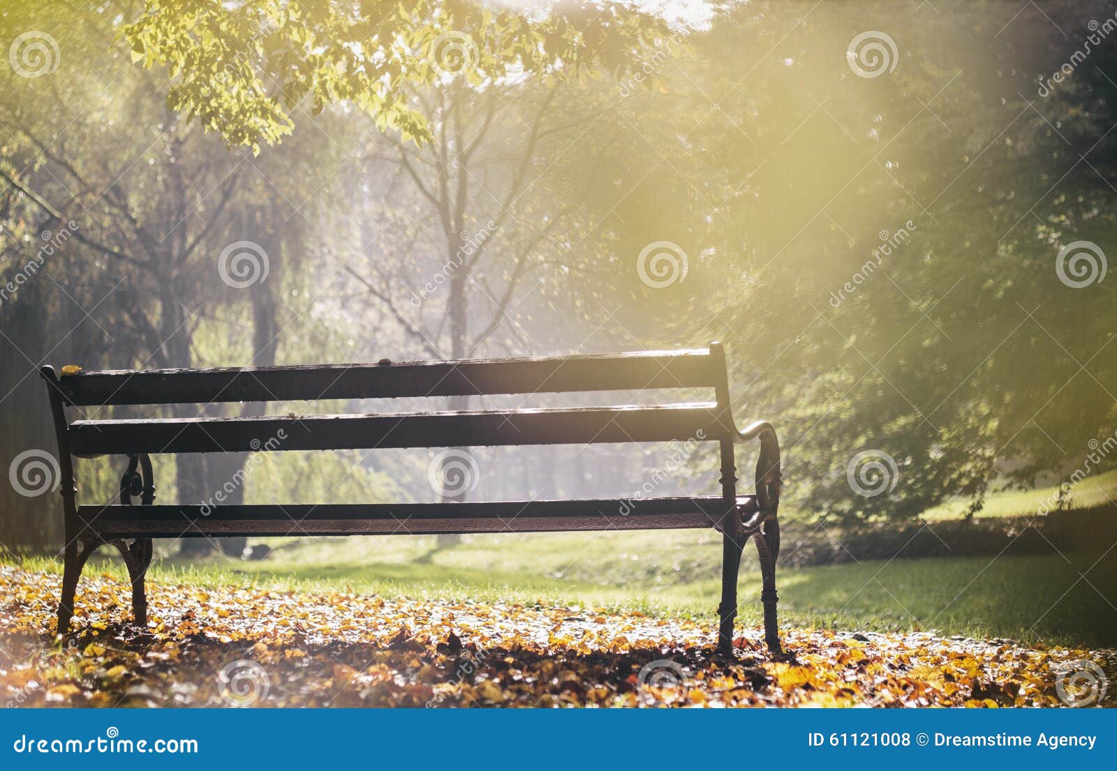 A Bench in City Park, Golden Hour Stock Photo - Image of plants, nature ...