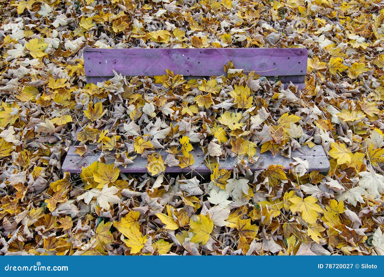 Bench Covered in Fallen Leaves Stock Image - Image of maple, bench ...