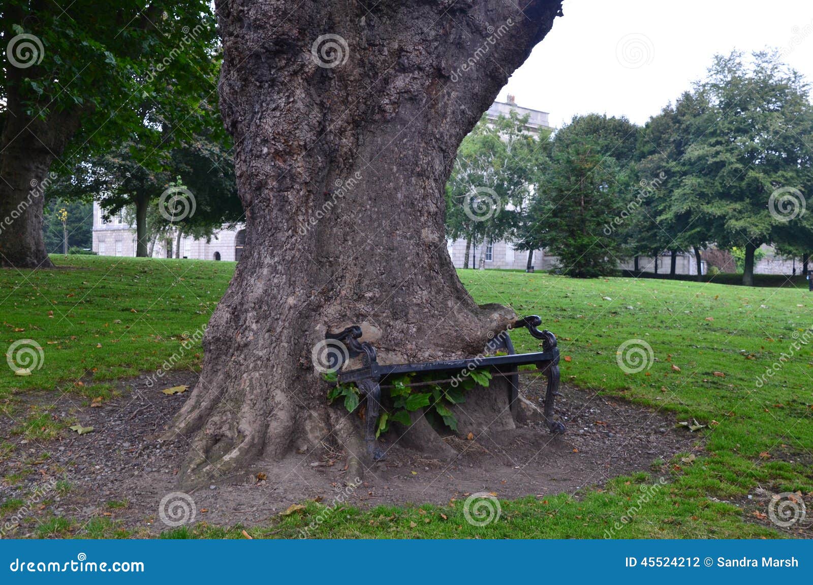 Bench Eating Tree stock photo. Image of bench, ireland - 45524212