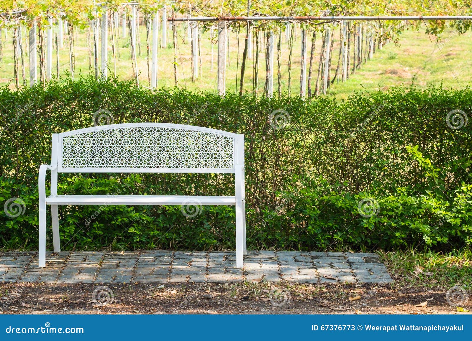 Bench stock image. Image of seat, empty, vine, relaxation - 67376773