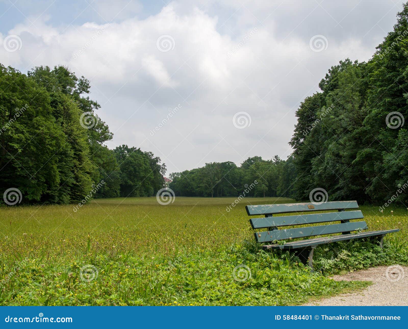 Bench in a Field in a Large Forest Clearing Stock Image - Image of ...