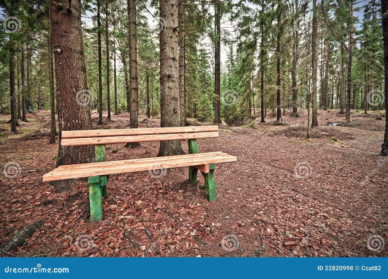 Bench in the forest stock photo. Image of nature, leaf - 22820998