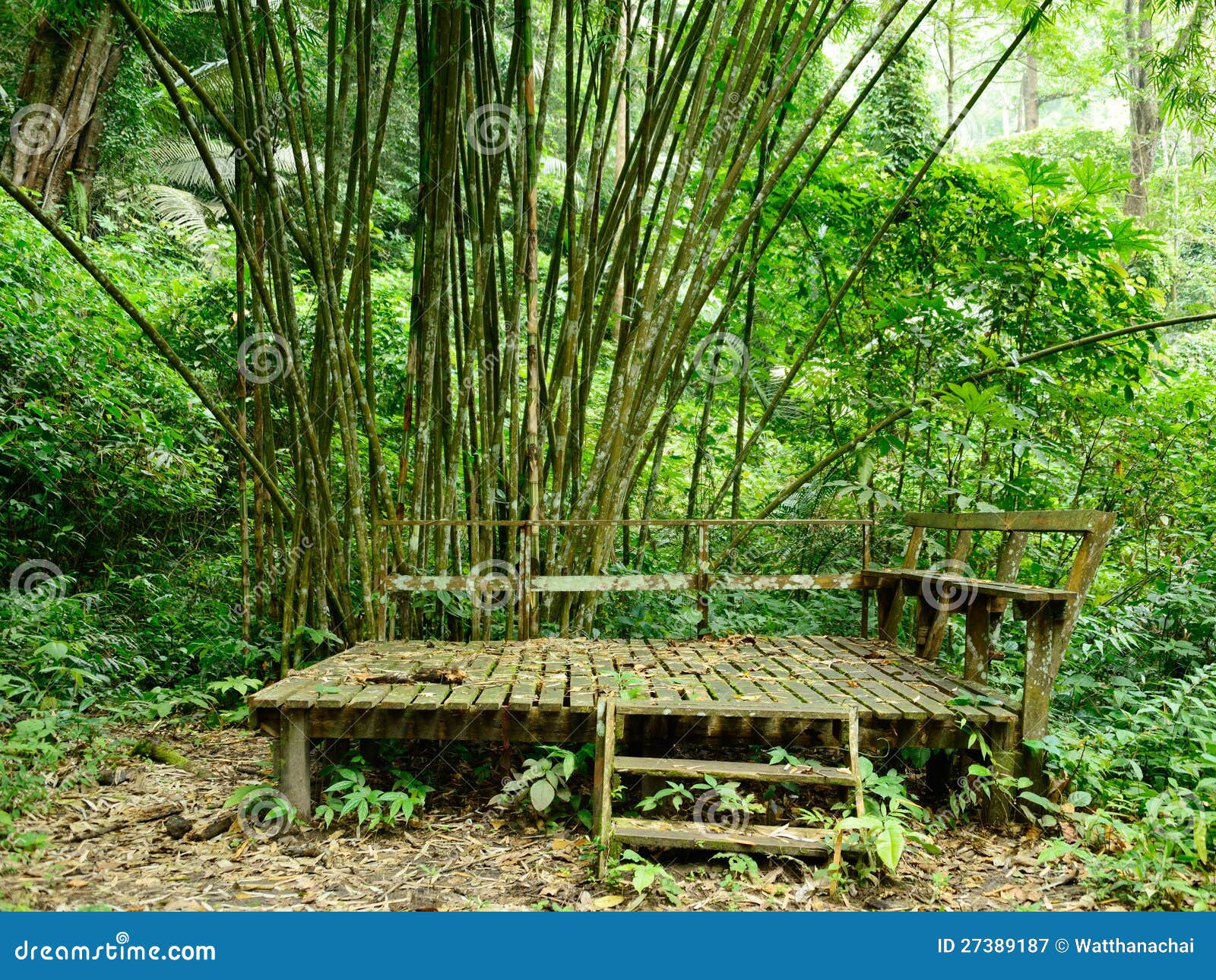 Bench in the forest stock image. Image of nature, jungle - 27389187