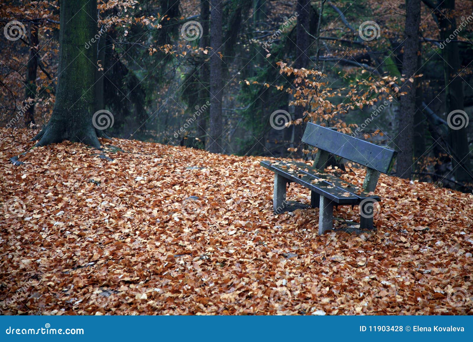 Bench in the Forest in Autumn Stock Photo - Image of november, fresh ...