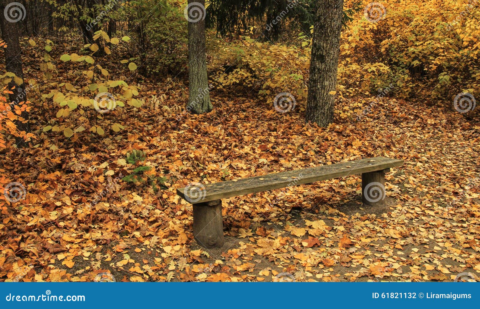 Bench in the forest stock photo. Image of autumn, bench - 61821132