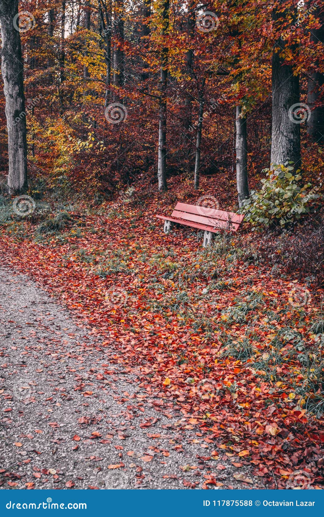 Bench in the forest stock photo. Image of arboretum - 117875588