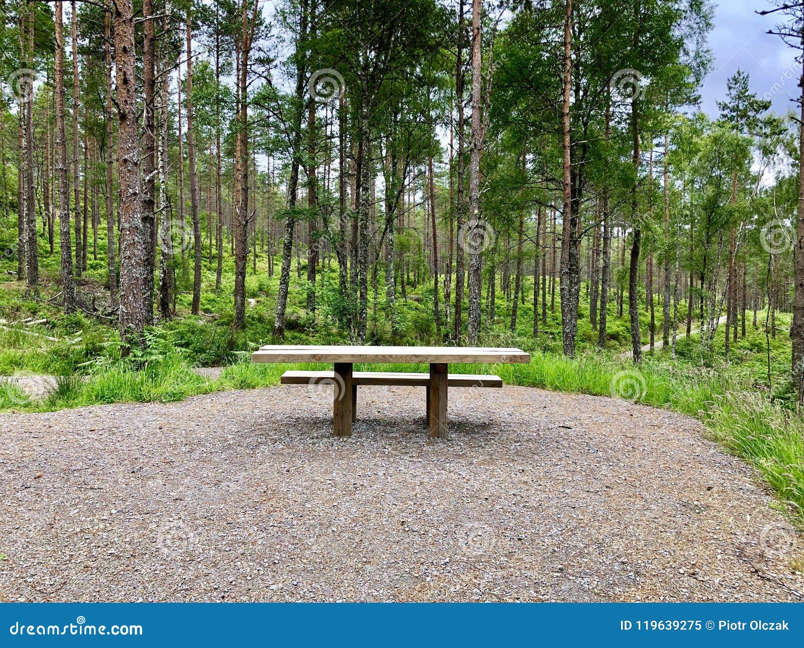 Bench and trees stock image. Image of bench, explore - 119639275