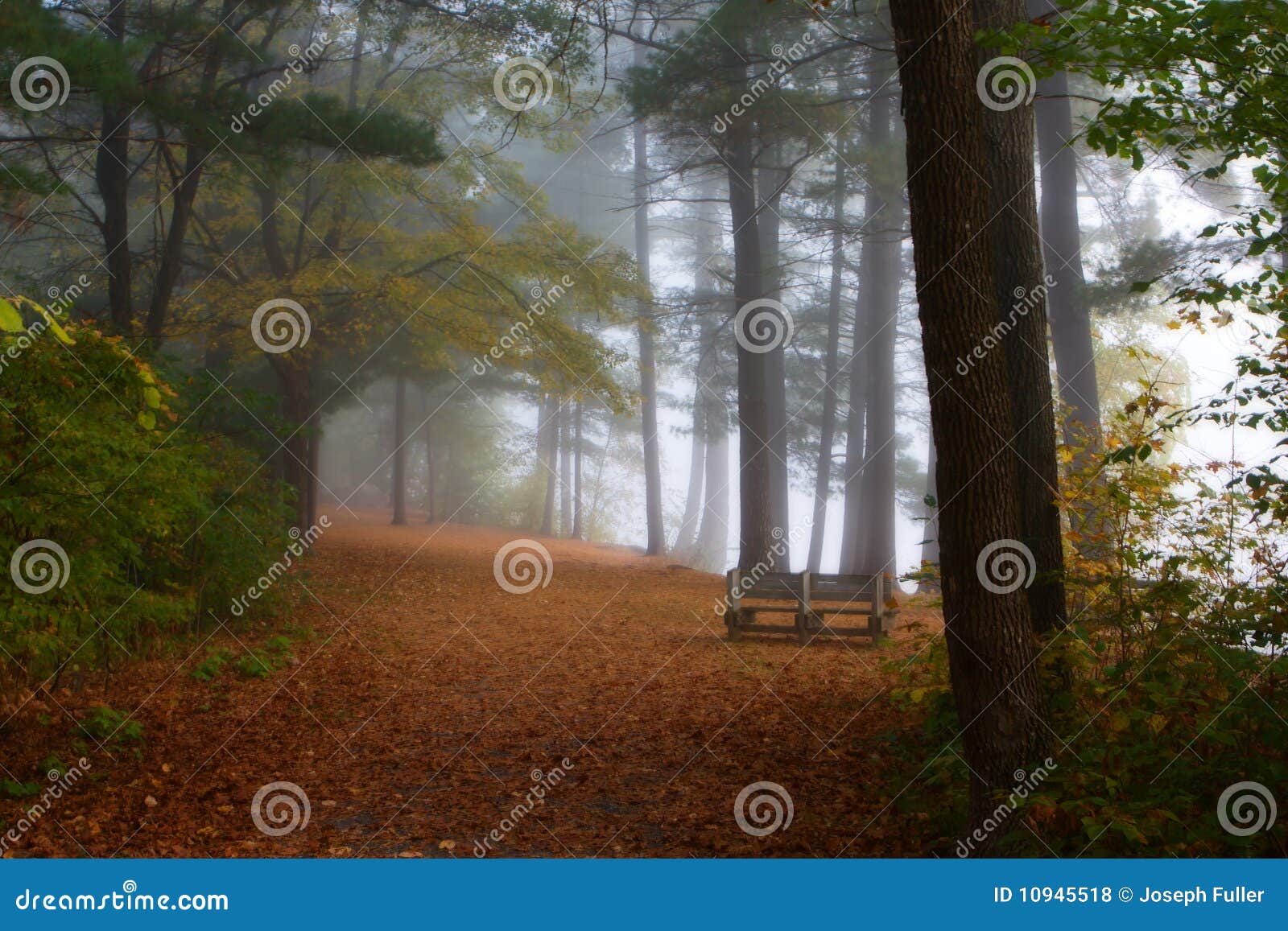 Bench in the Forest Foliage Stock Photo - Image of fall, seasonal: 10945518