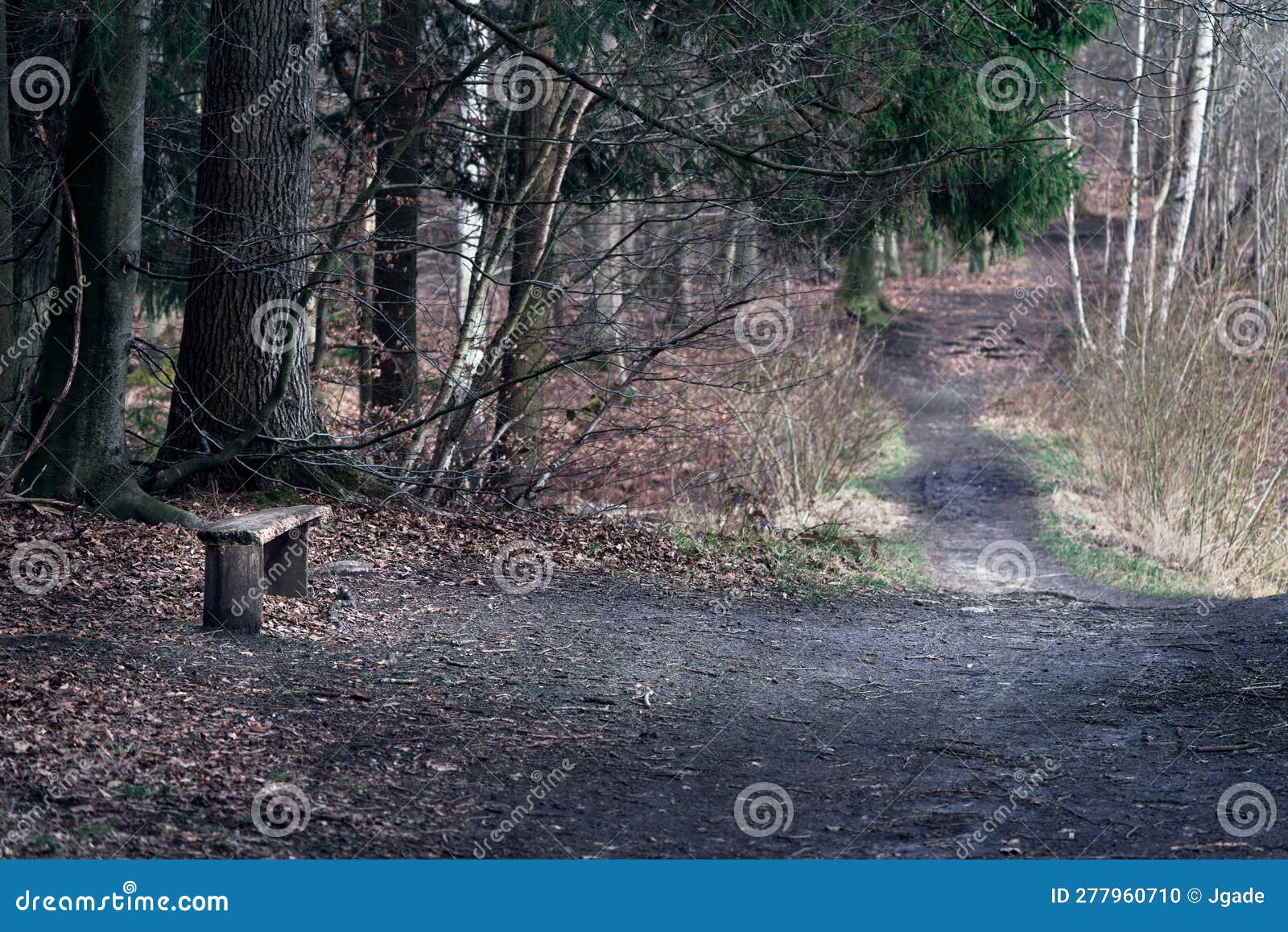 Bench in a forest stock photo. Image of birch, rural - 277960710