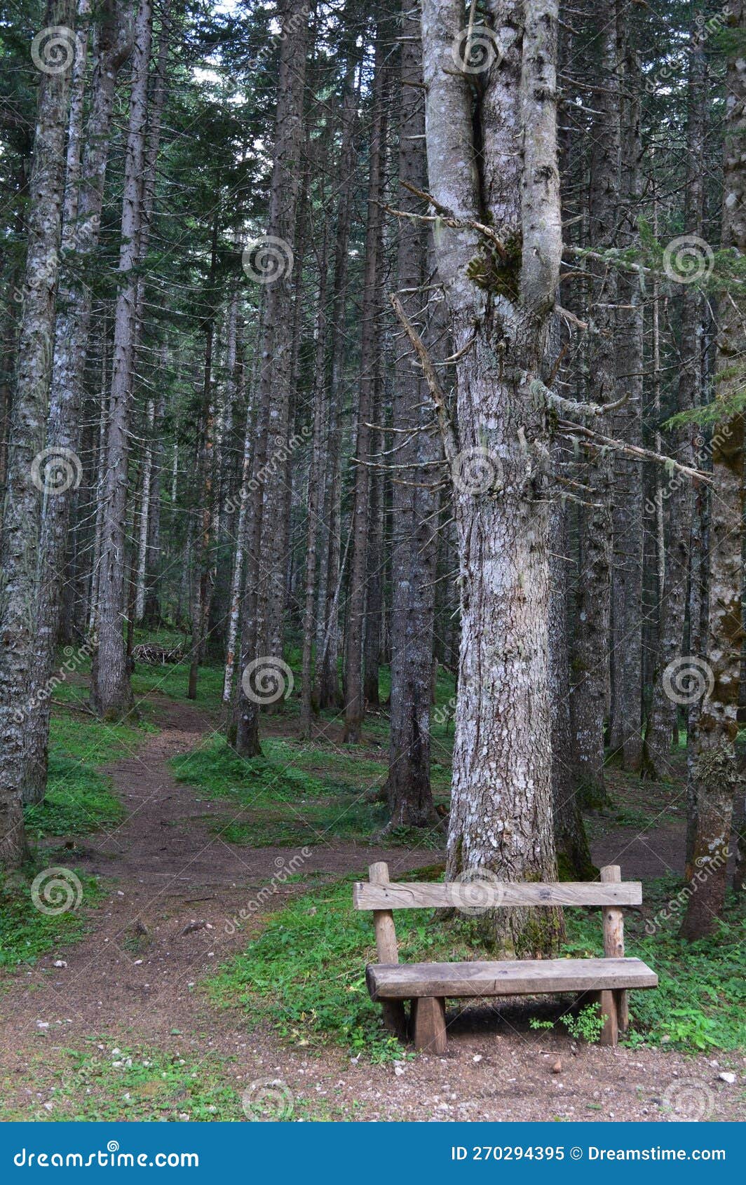 Bench in the Forest on the Mountain Stock Image - Image of forest, tree ...