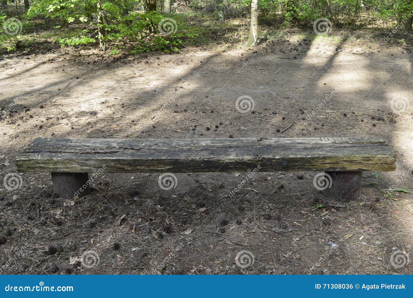Bench in the forest stock photo. Image of bush, plus - 71308036