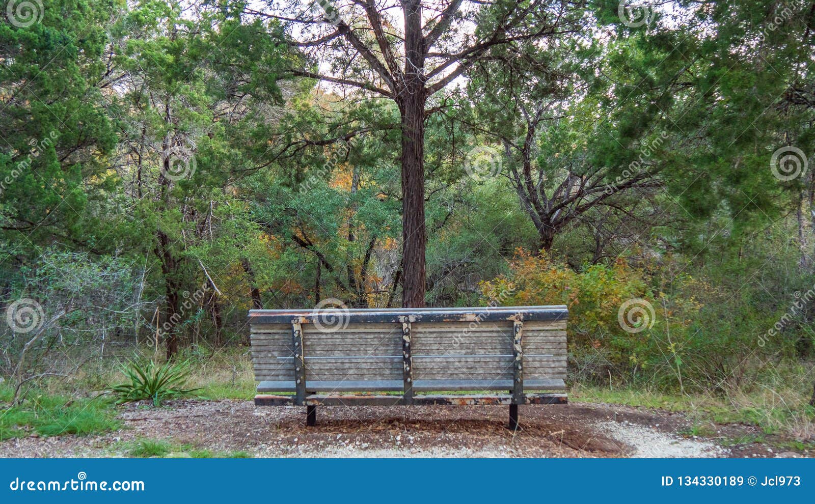 Bench in Forest Trail Park Facing a Single Tree Growing Just in Front ...
