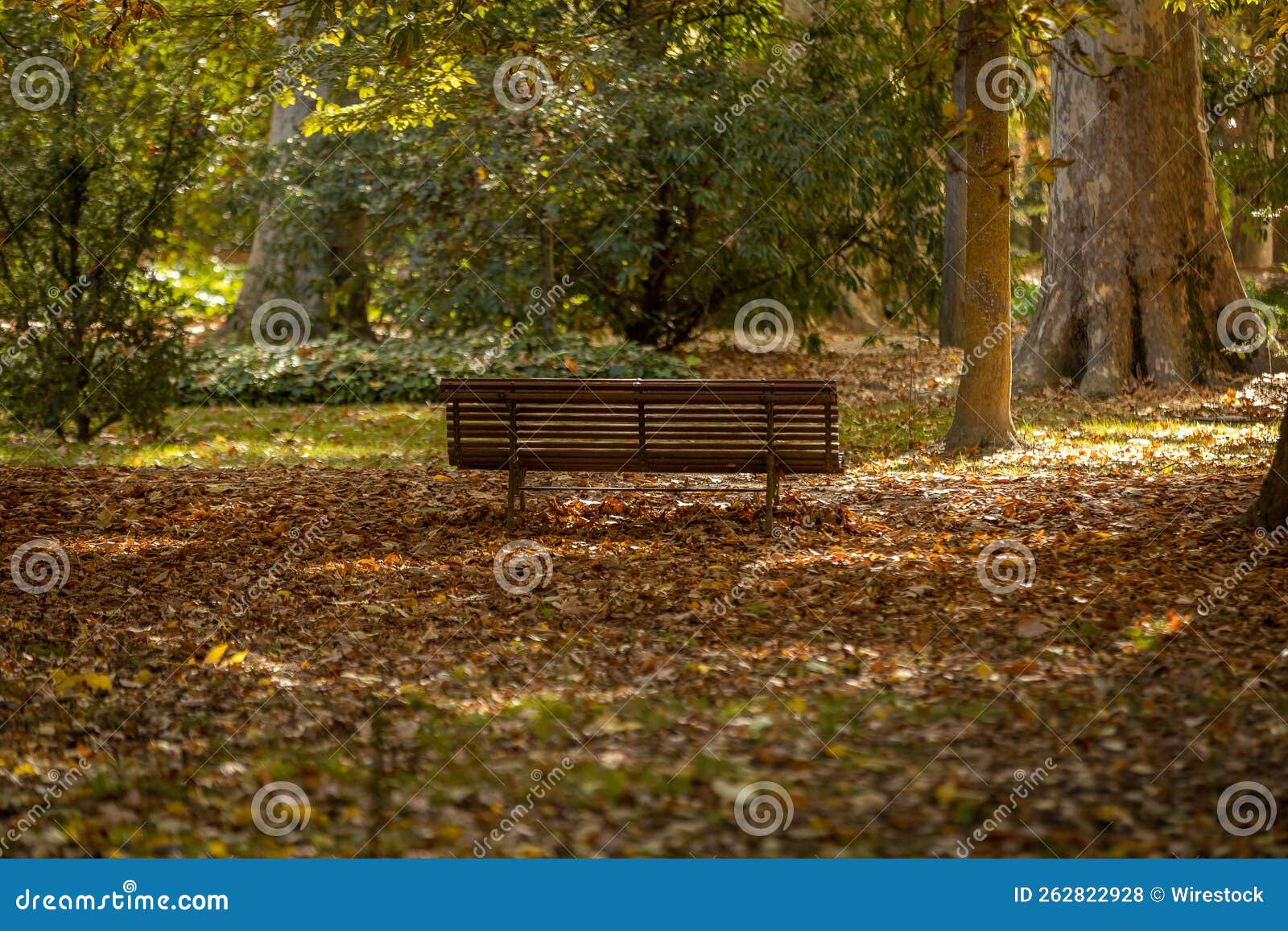 Bench in the Forest with Trees Around it. Stock Photo - Image of ...