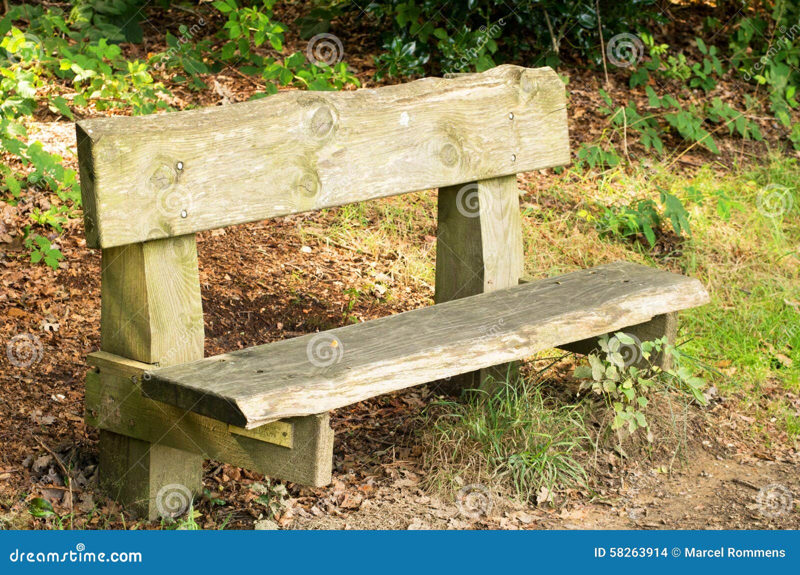 Bench in the forest stock photo. Image of seat, shrub - 58263914
