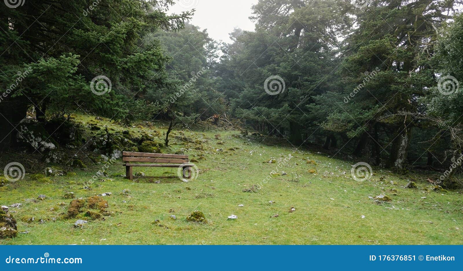 Bench in forrest stock image. Image of nature, trees - 176376851