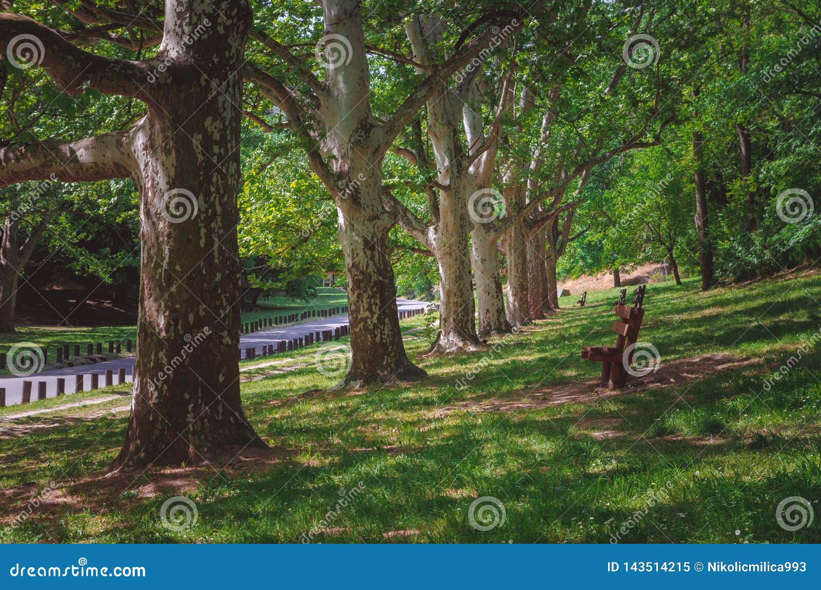 Bench in the Fresh Green Spring Scenery Lit by Sun on a Forest Path ...