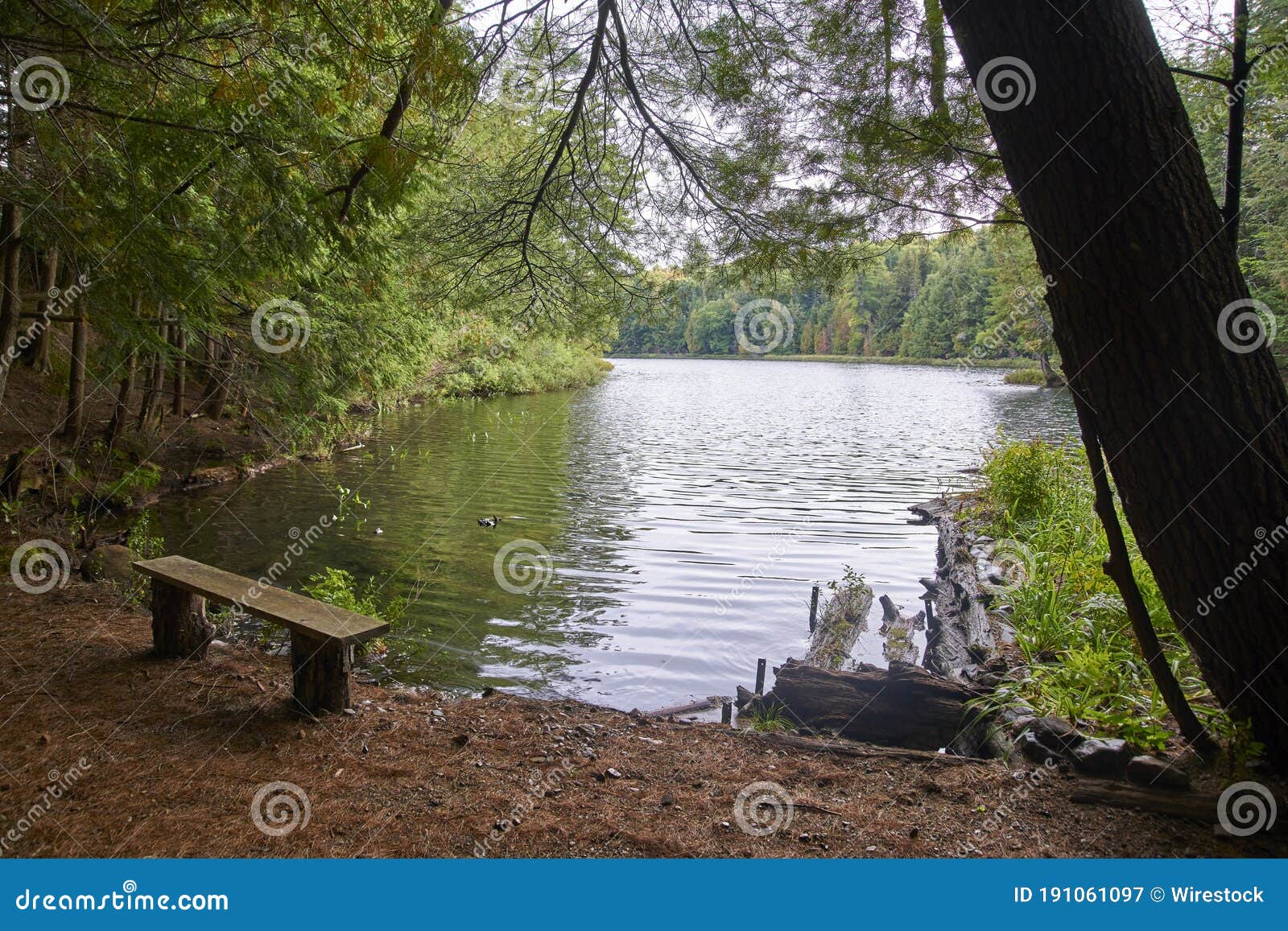 Bench in Front of the Water Surrounded by Trees in Canada Stock Image ...