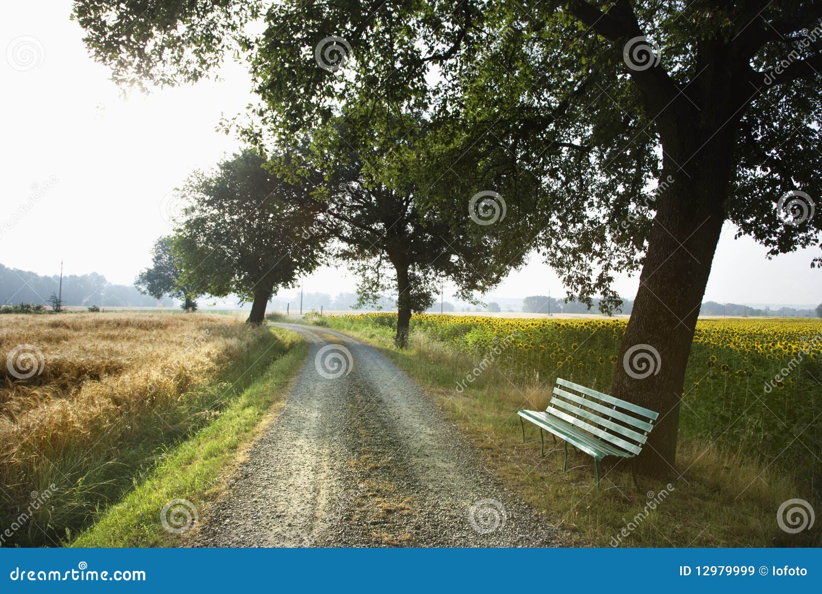 Bench and Gravel Road in the Country Stock Image - Image of tranquil ...