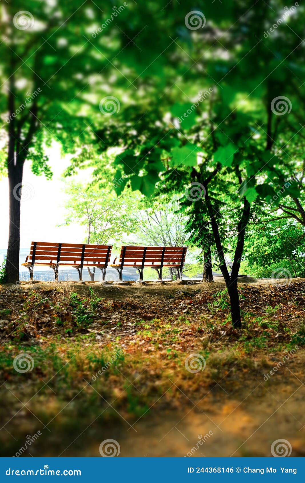 Bench stock photo. Image of bench, korea, landscape - 244368146