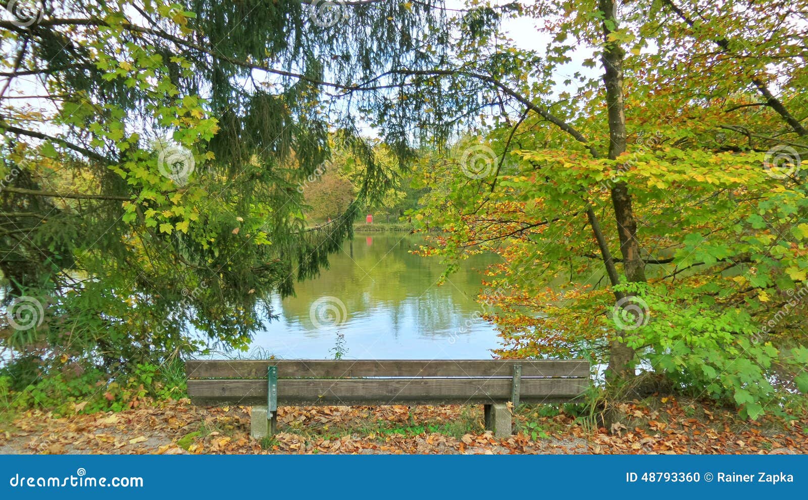 Bench stock photo. Image of trees, plant, tree, autumn - 48793360