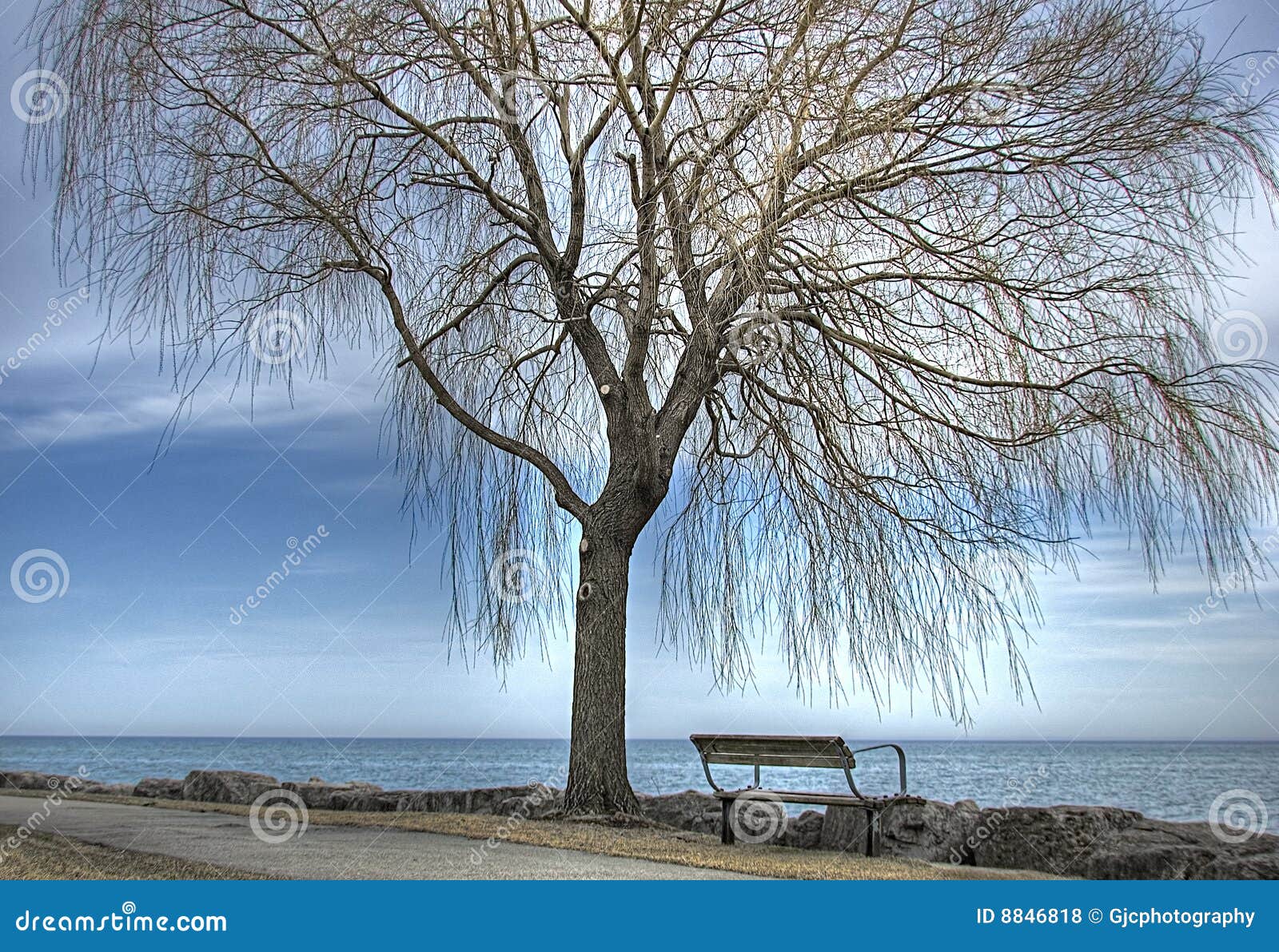 Bench by the Lake Under a Willow Tree Stock Photo - Image of lake, blue ...